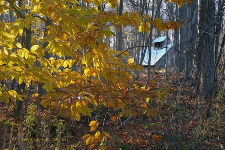 intelligent-trees - The Seeker Newsmagazine Cornwall